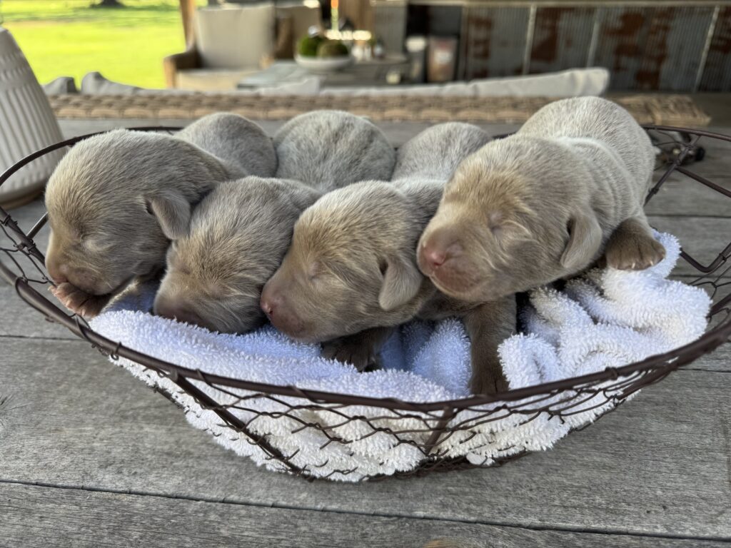 Silver Labrador Retriever Puppies for Sale | Silver and Charcoal Kennels