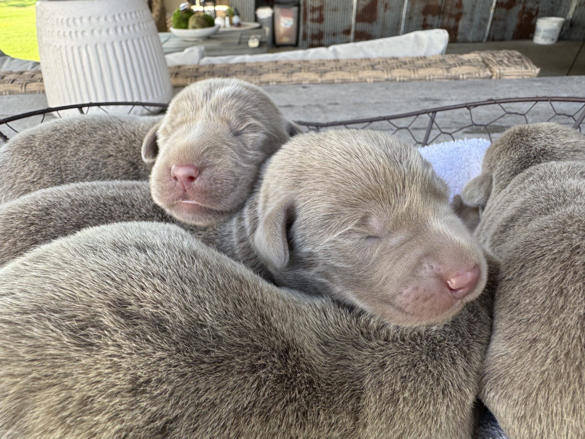 Silver Labrador Retriever Puppies for Sale | Silver and Charcoal Kennels