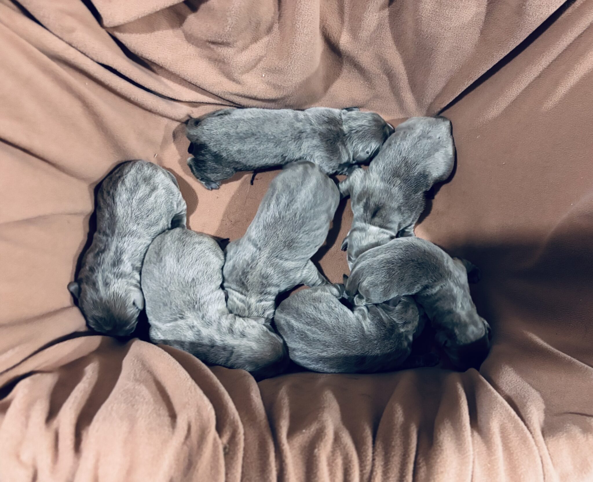Silver Labrador Retriever Puppies for Sale | Silver and Charcoal Kennels