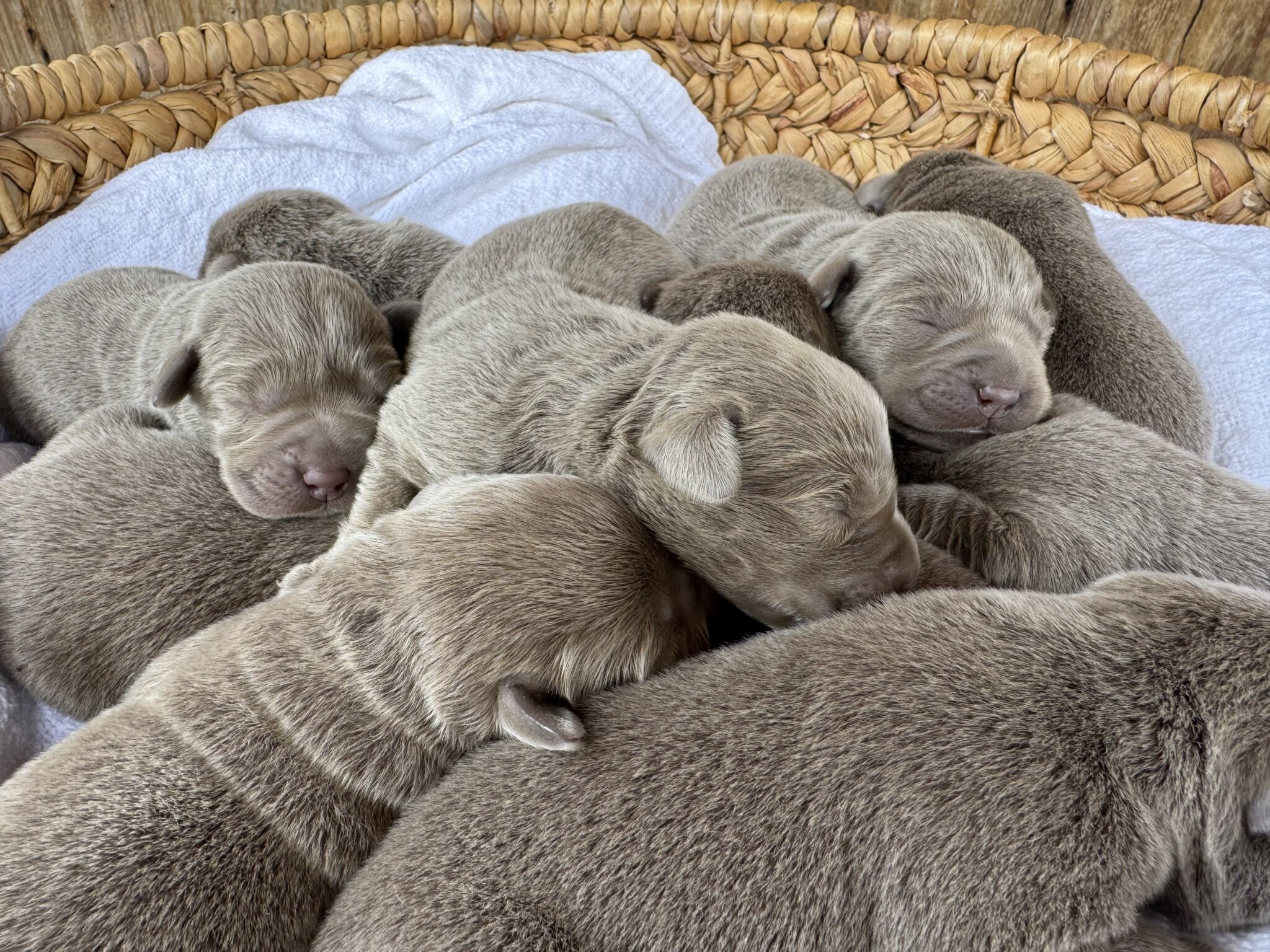 Silver Labrador Retriever Puppies for Sale | Silver and Charcoal Kennels