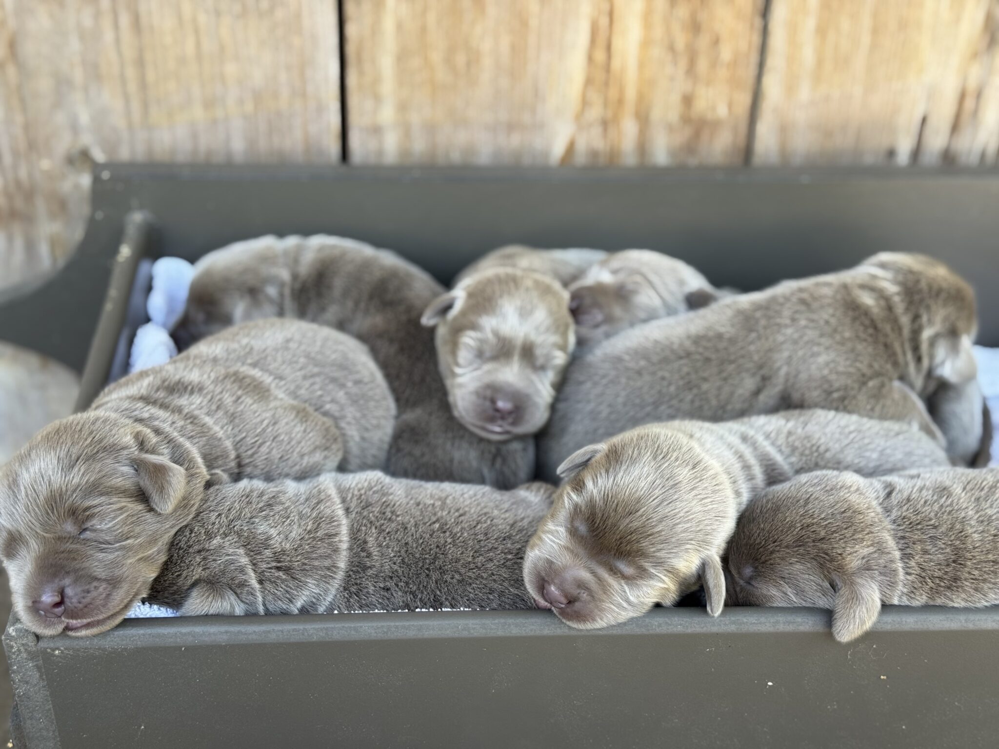 Silver Labrador Retriever Puppies for Sale | Silver and Charcoal Kennels